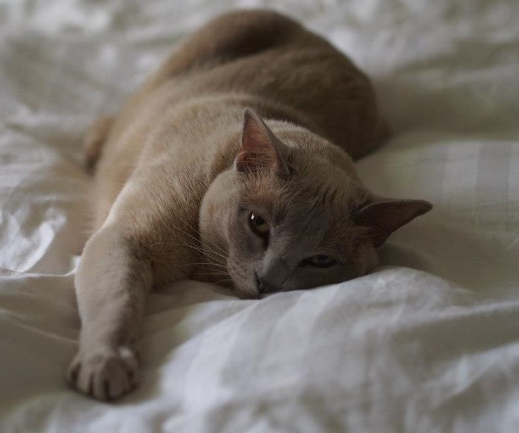 Top Tips For Feline Laser/PBM Therapy - Vets1Laser