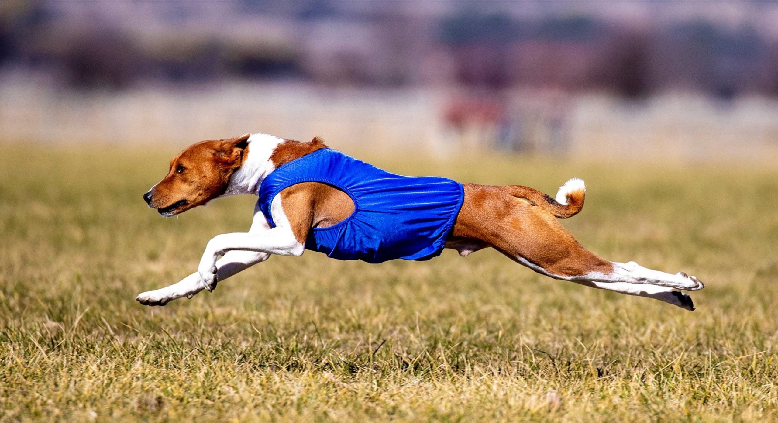 Laser/PBMT for The Athletic Animal - Vets1Laser